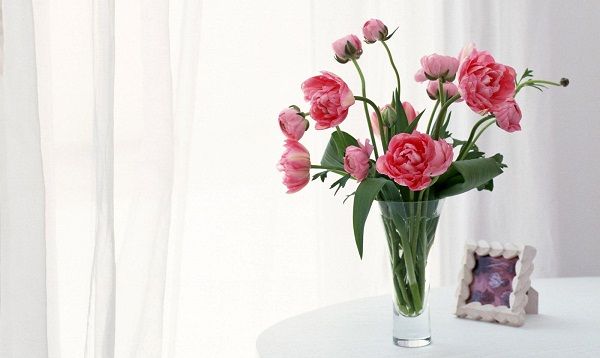 Lengkapi Dekorasi Ruangan Kamu dengan Tanaman Dalam Ruangan, Ini ...